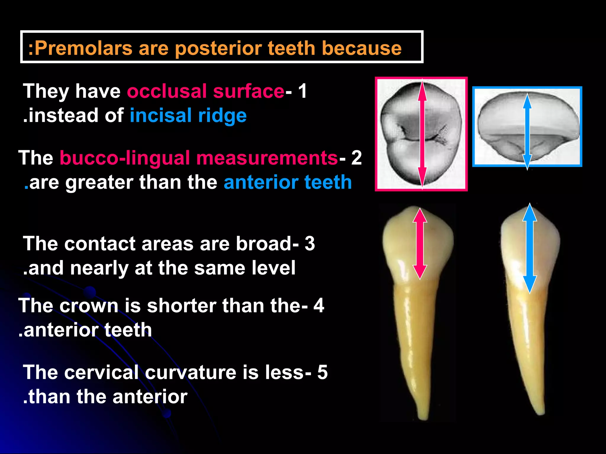Maxillary Premolars | PPT
