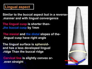 Maxillary Premolars | PPT