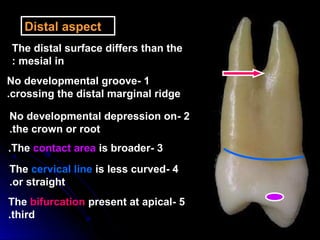 Maxillary Premolars | PPT