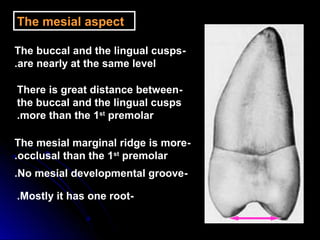 Maxillary Premolars | PPT