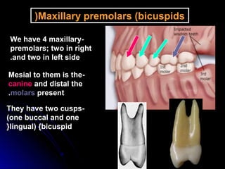 Maxillary Premolars | PPT