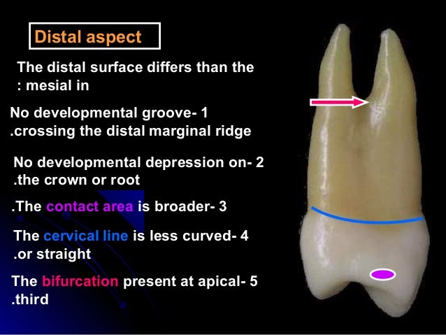Maxillary Premolars
