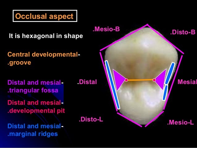 Maxillary Premolars
