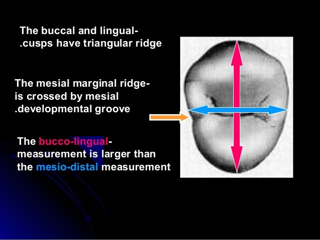 Maxillary Premolars