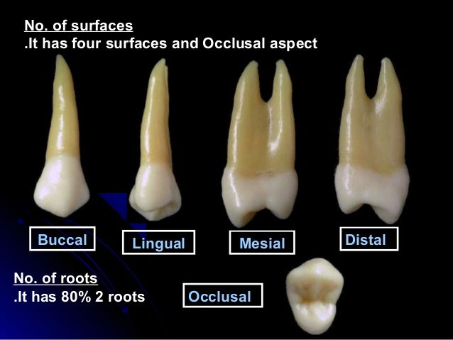Maxillary Premolars