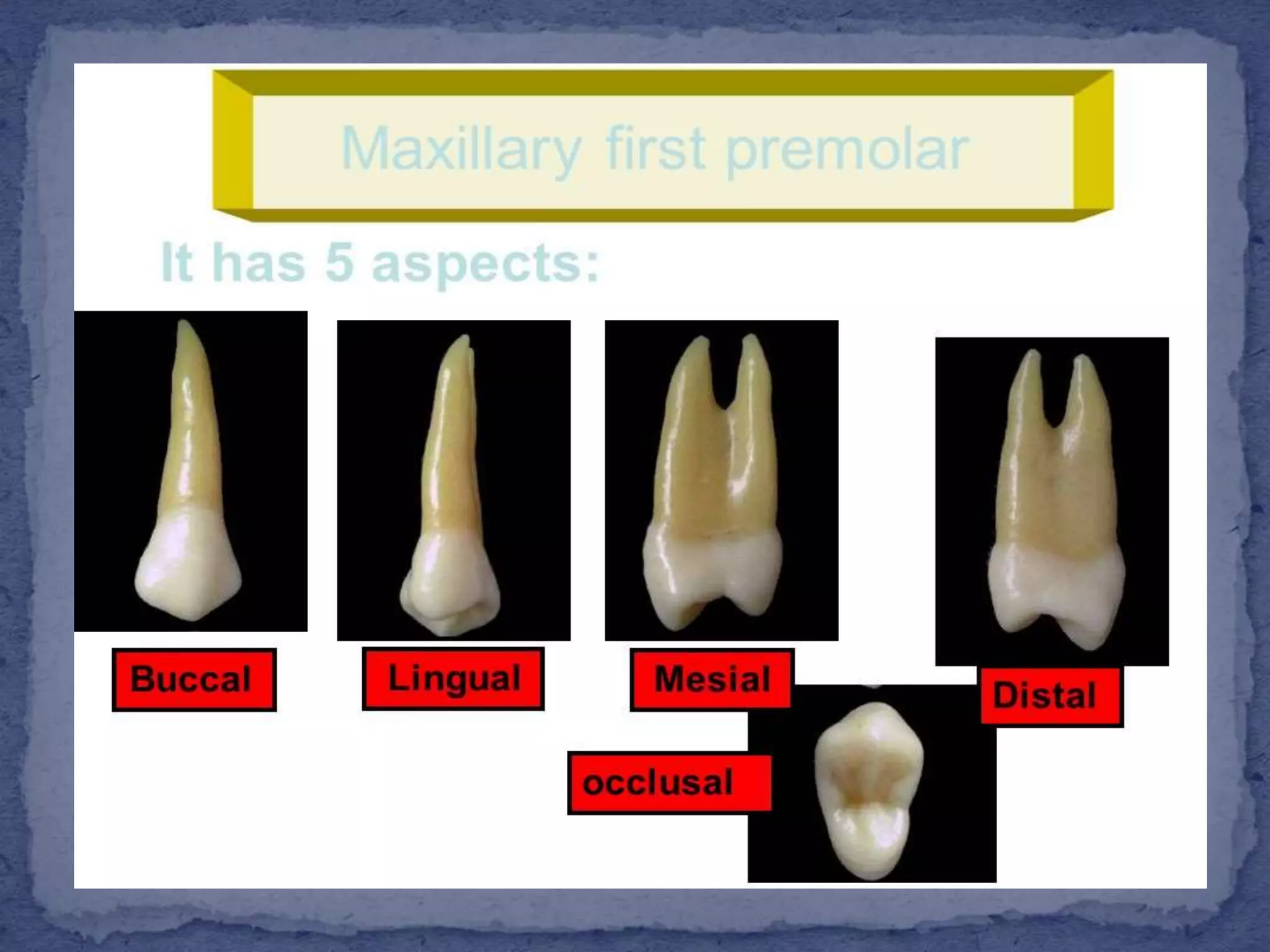 Maxillary Permanent Premolars | PPTX