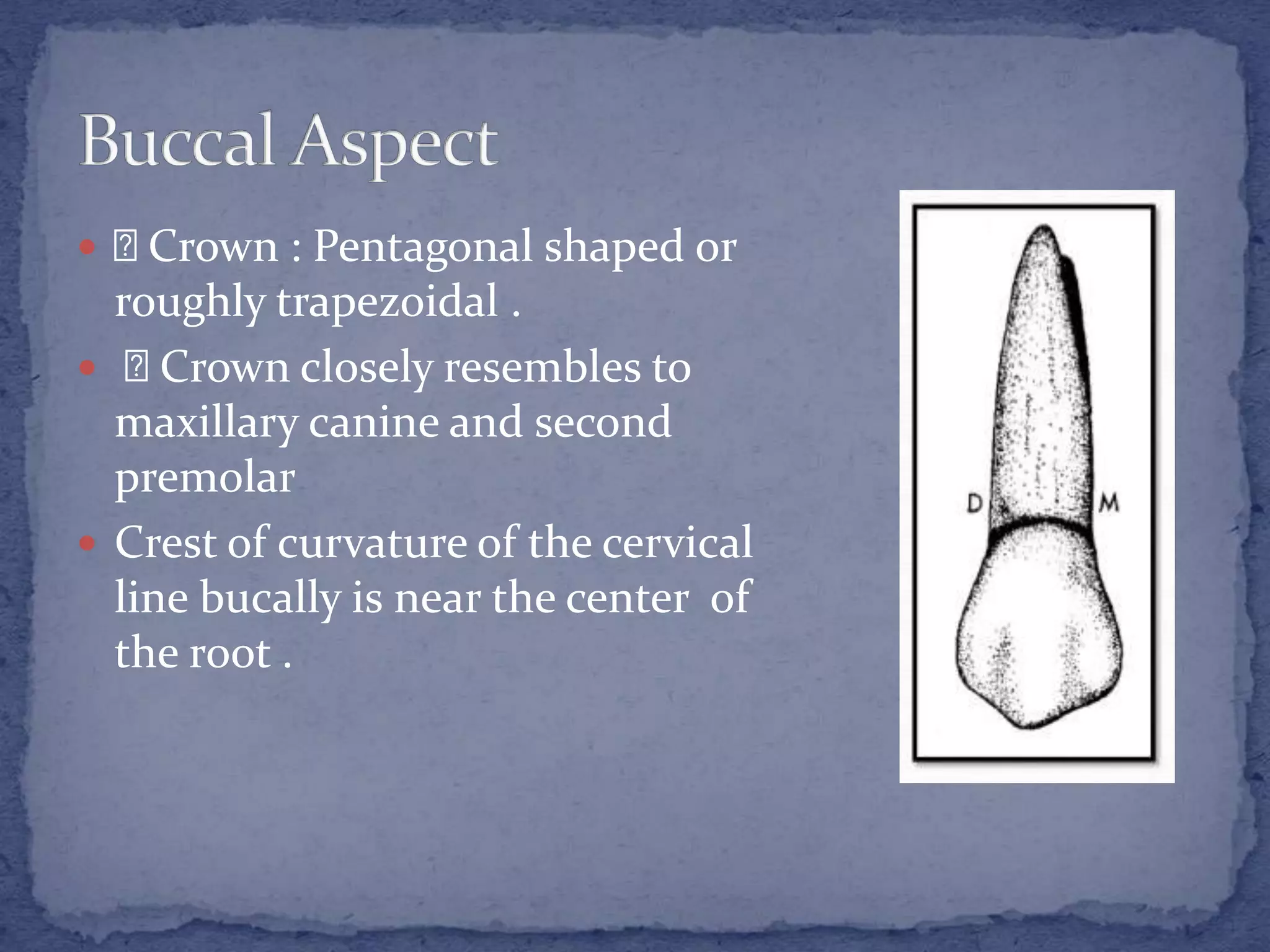 Maxillary Permanent Premolars | PPTX