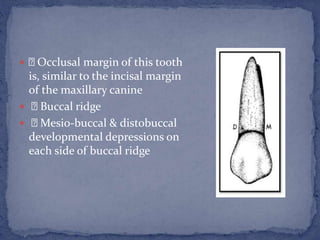Maxillary Permanent Premolars | PPTX