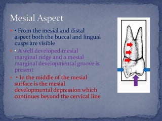 Maxillary Permanent Premolars | PPTX