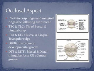 Maxillary Permanent Premolars | PPTX