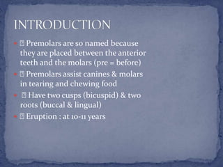 Maxillary Permanent Premolars | PPTX