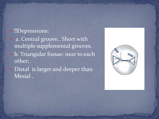 Maxillary Permanent Premolars | PPTX