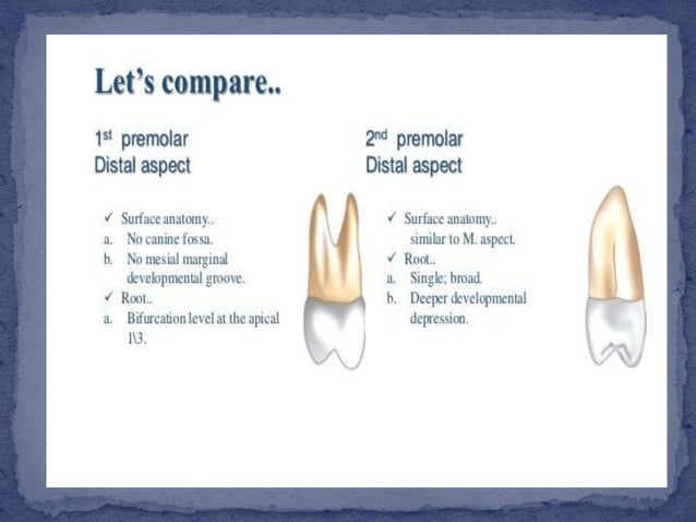 Maxillary Permanent Premolars | PPTX
