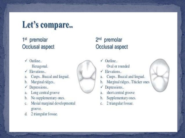 Maxillary Permanent Premolars | PPTX
