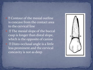 Maxillary Permanent Premolars | PPTX