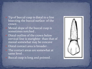 Maxillary Permanent Premolars | PPTX