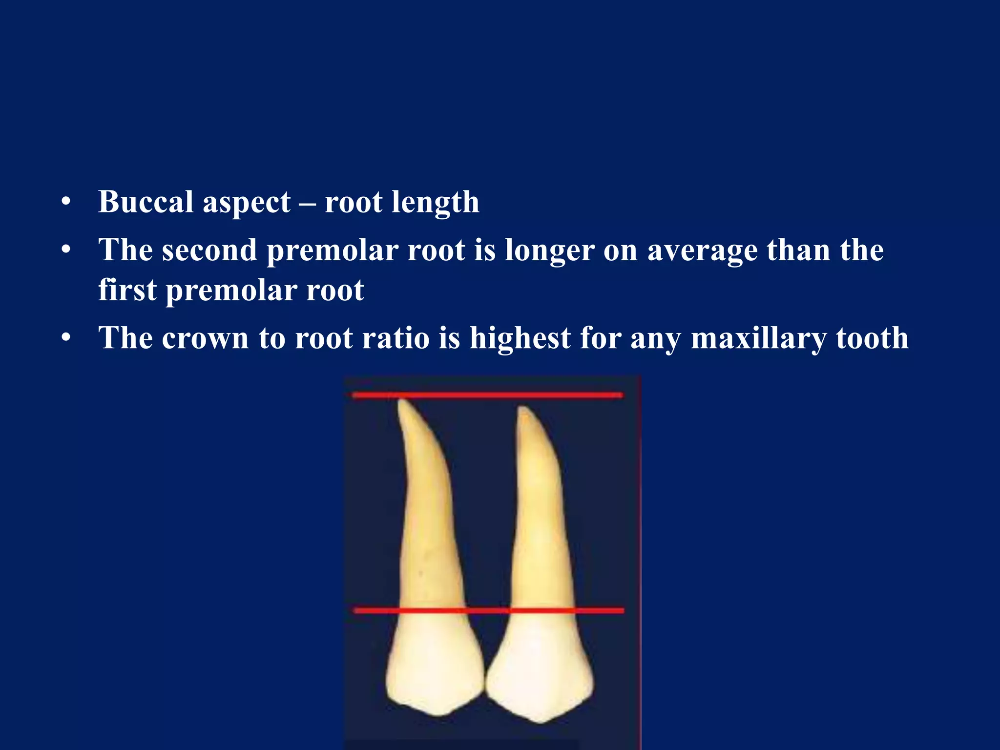 class traits of premolars and Maxillary 1st premolar.pptx