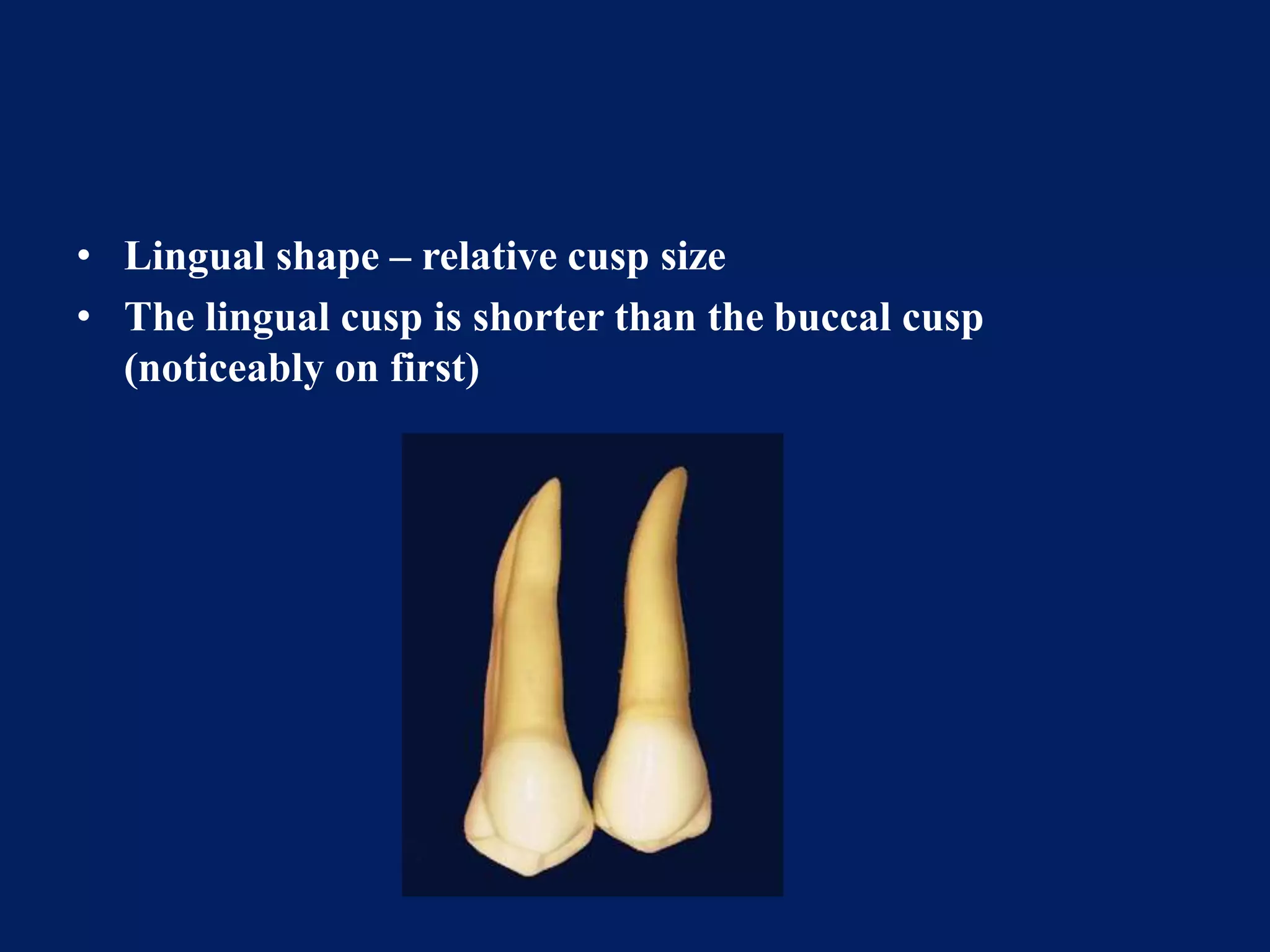 class traits of premolars and Maxillary 1st premolar.pptx