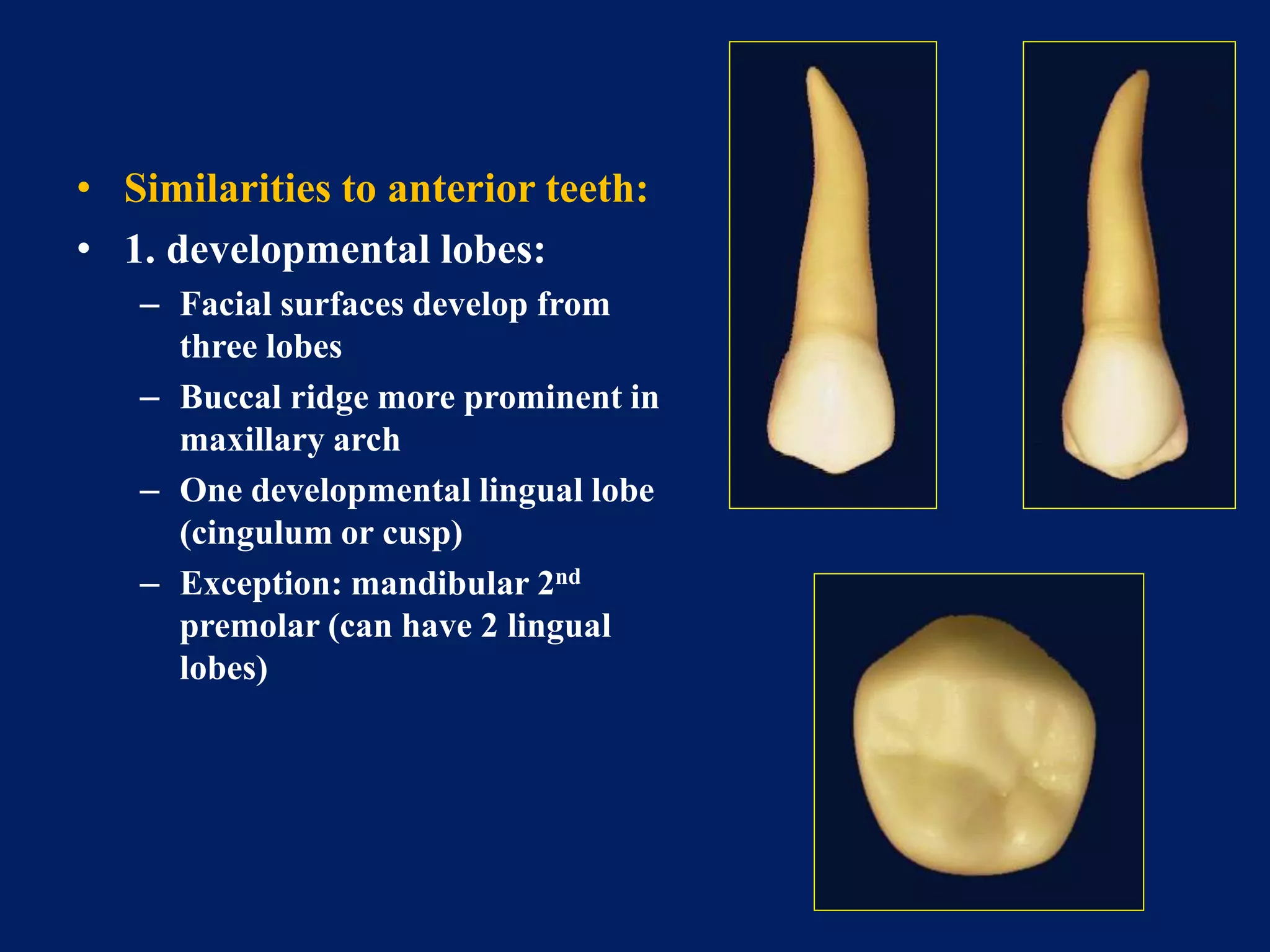 class traits of premolars and Maxillary 1st premolar.pptx