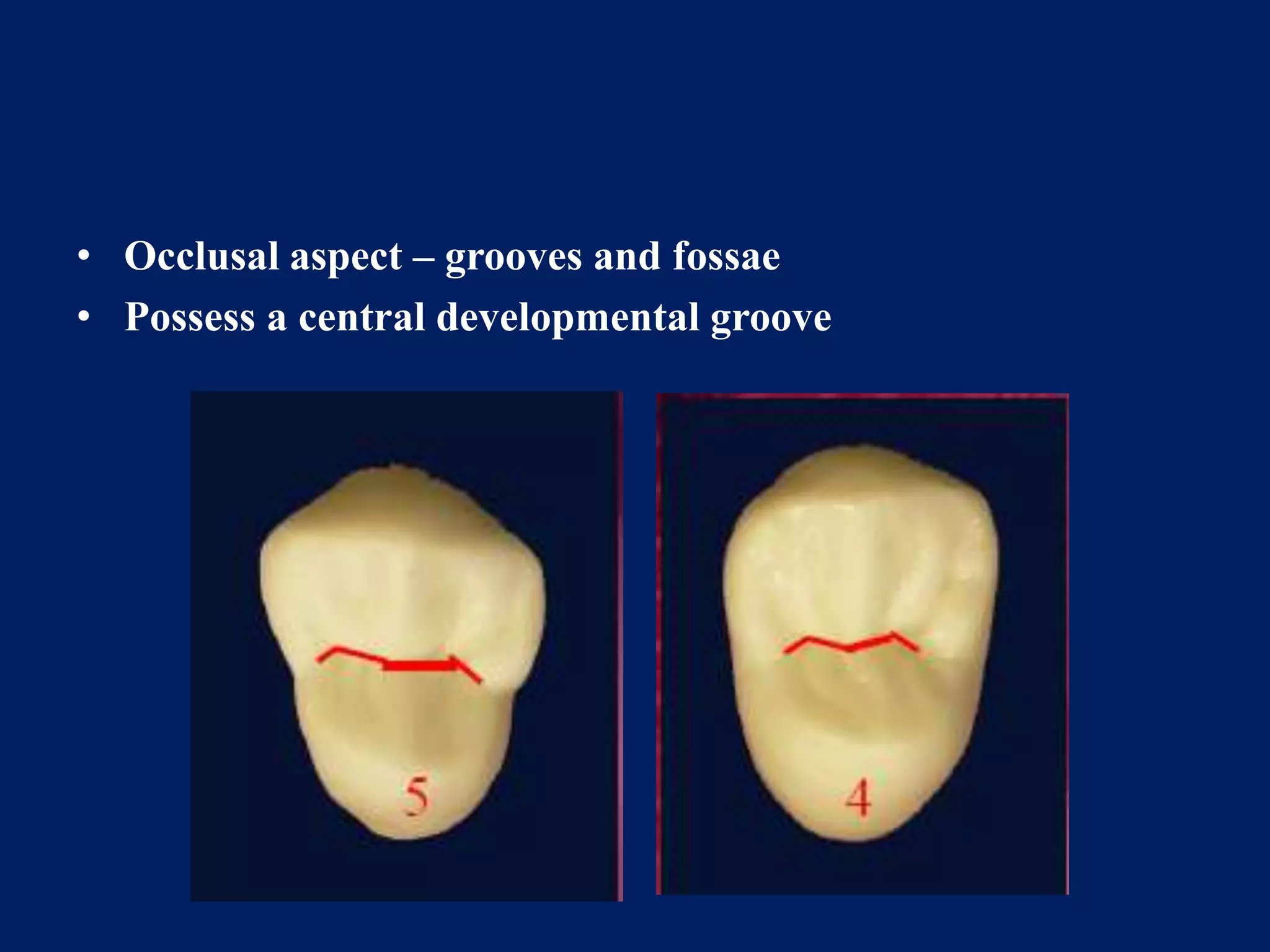 class traits of premolars and Maxillary 1st premolar.pptx