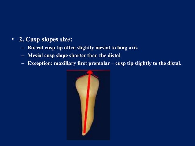 class traits of premolars and Maxillary 1st premolar.pptx