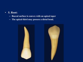class traits of premolars and Maxillary 1st premolar.pptx