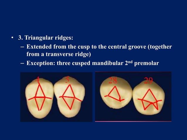 class traits of premolars and Maxillary 1st premolar.pptx
