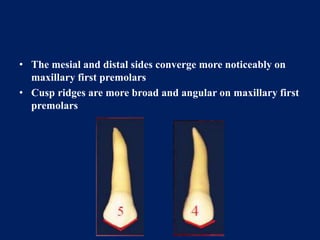 class traits of premolars and Maxillary 1st premolar.pptx