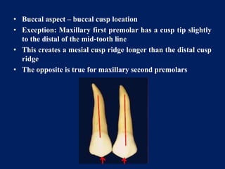 class traits of premolars and Maxillary 1st premolar.pptx