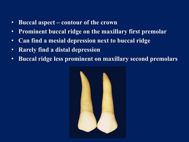 class traits of premolars and Maxillary 1st premolar.pptx