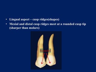 class traits of premolars and Maxillary 1st premolar.pptx