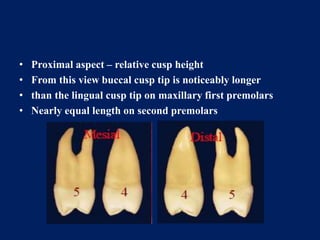 class traits of premolars and Maxillary 1st premolar.pptx