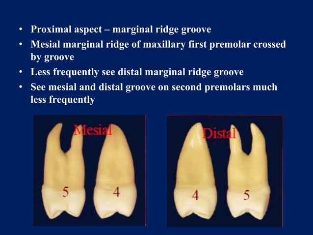 class traits of premolars and Maxillary 1st premolar.pptx