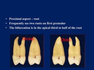 class traits of premolars and Maxillary 1st premolar.pptx