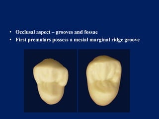 class traits of premolars and Maxillary 1st premolar.pptx