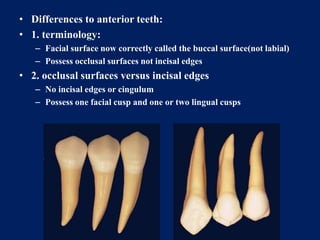 class traits of premolars and Maxillary 1st premolar.pptx