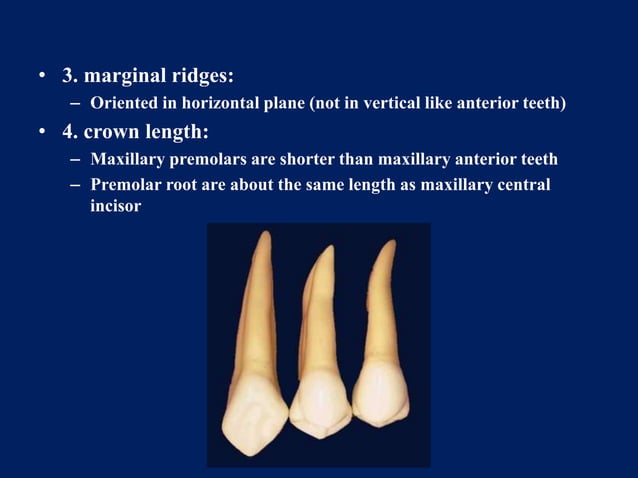 class traits of premolars and Maxillary 1st premolar.pptx