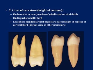 class traits of premolars and Maxillary 1st premolar.pptx