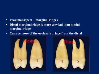 class traits of premolars and Maxillary 1st premolar.pptx