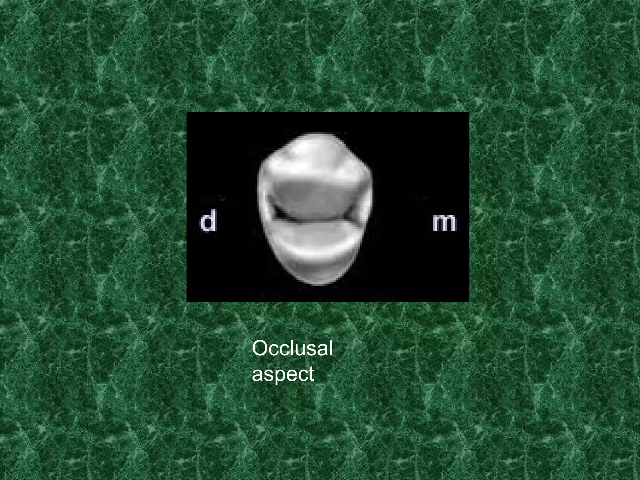 morphology of maxillary premolar teeth | PPT