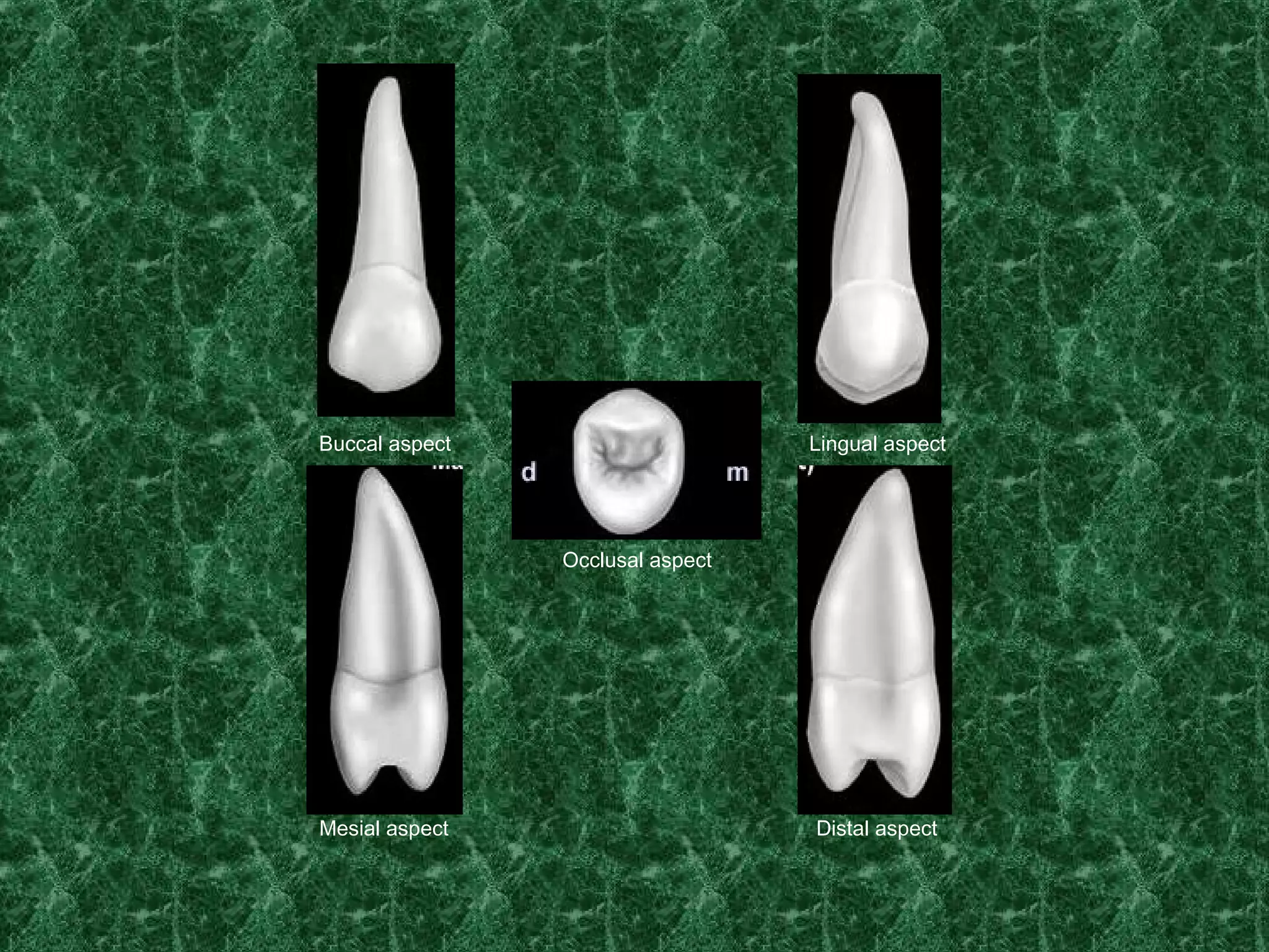 morphology of maxillary premolar teeth | PPT