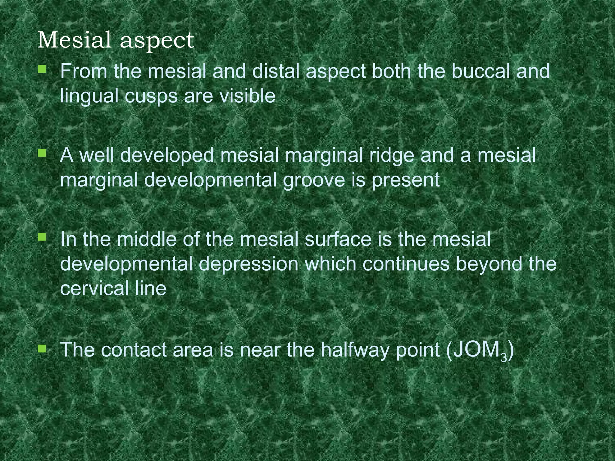 morphology of maxillary premolar teeth | PPT