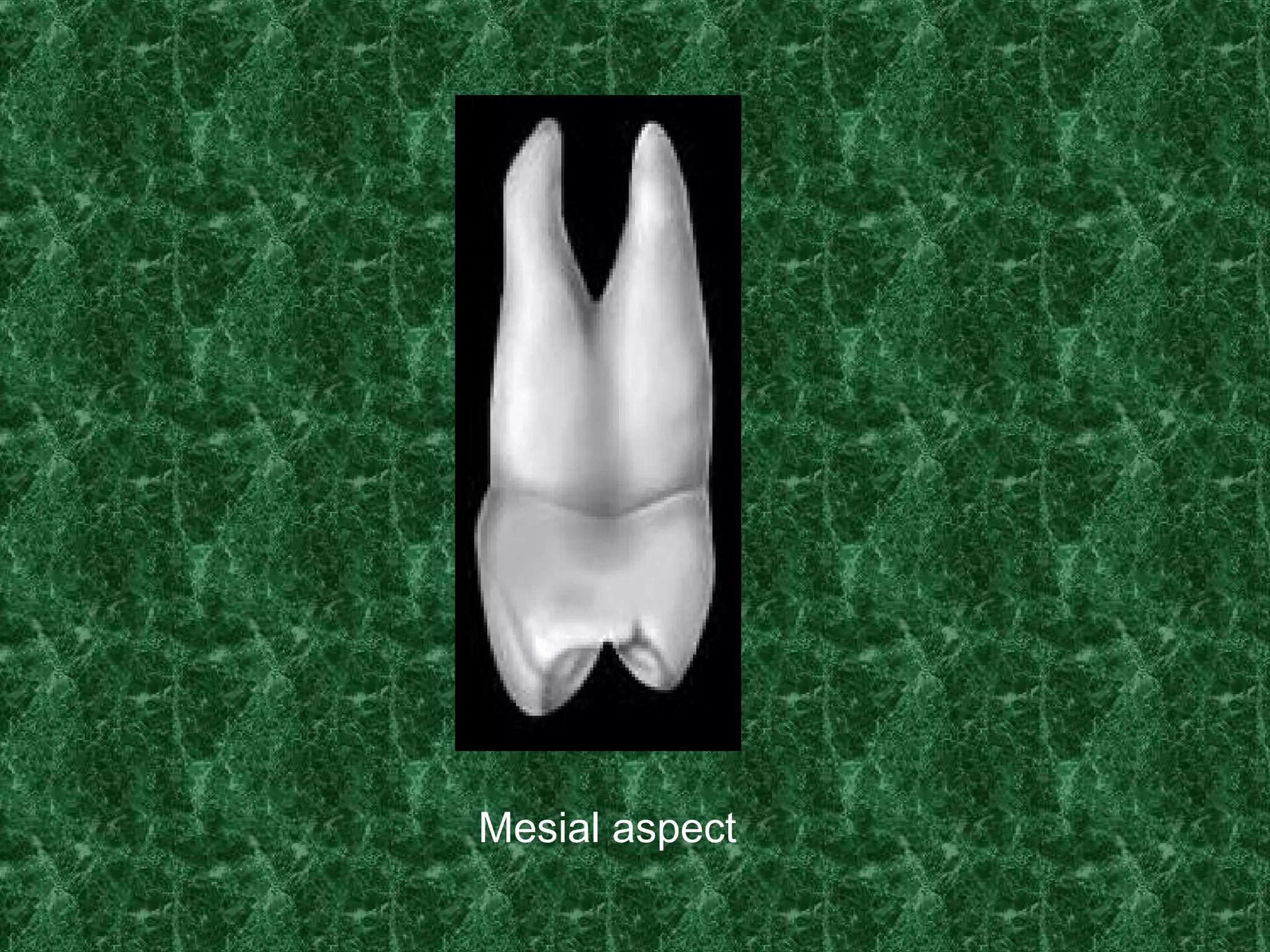morphology of maxillary premolar teeth | PPT