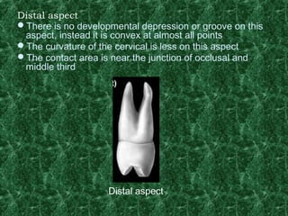 morphology of maxillary premolar teeth | PPT