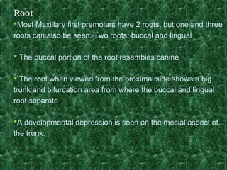 morphology of maxillary premolar teeth | PPT