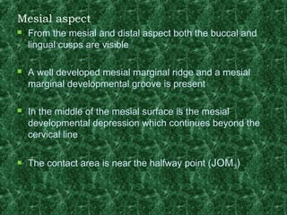 morphology of maxillary premolar teeth | PPT