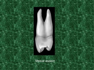 morphology of maxillary premolar teeth | PPT