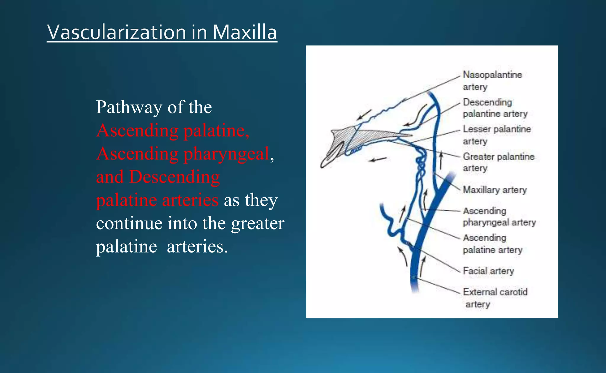 Maxillary procedures and soft tissue changes | PPTX