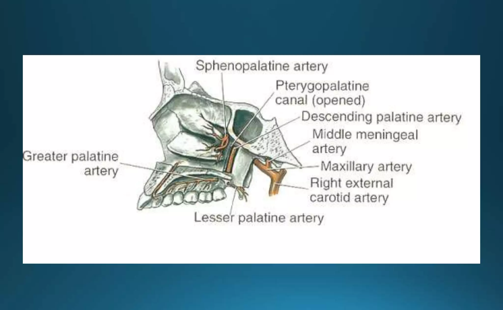Maxillary procedures and soft tissue changes | PPTX