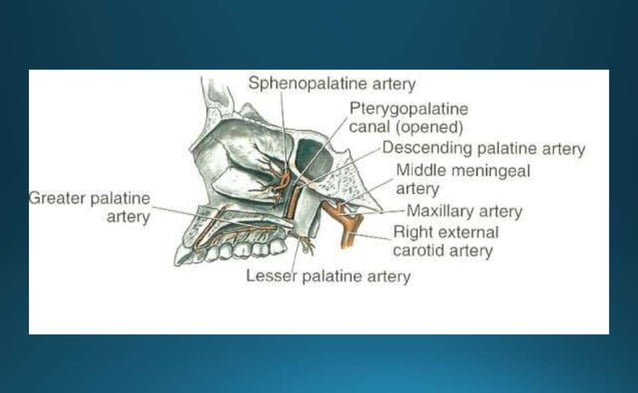 Maxillary procedures and soft tissue changes | PPTX